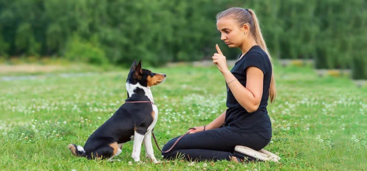 How To Train Your Dog To Ignore Other Dogs? - Blog | StudyPlex