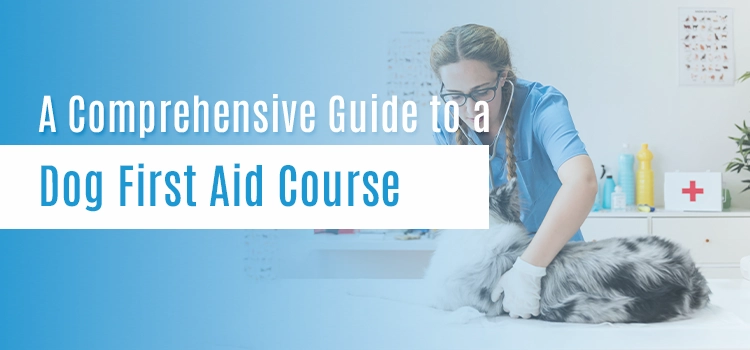 A Comprehensive Guide to a Dog First Aid Course - Study Plex